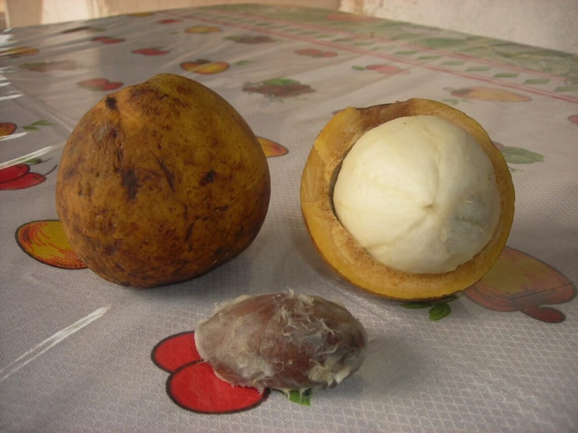 Conheça o fruto amazônico com propriedades nutricionais e terapêuticas ...