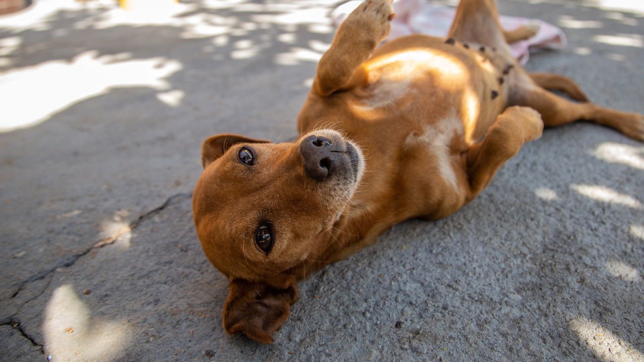 Como o Vira-lata Caramelo virou o cachorro símbolo do Brasil
