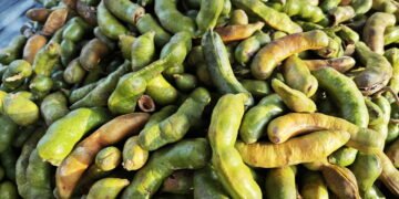 Fruta ingá: Propriedades e benefícios para saúde - Correio Braziliense ...