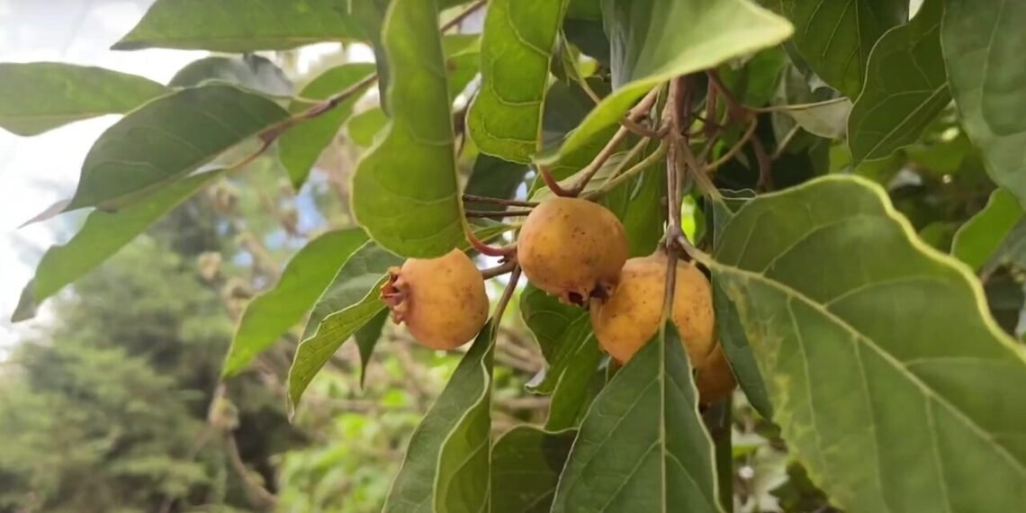 Gabiroba, uma fruta pouco conhecida e que vira uma geleia maravilhosa ...