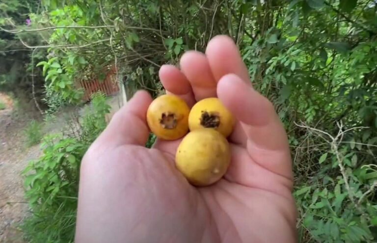 Gabiroba, uma fruta pouco conhecida e que vira uma geleia maravilhosa ...
