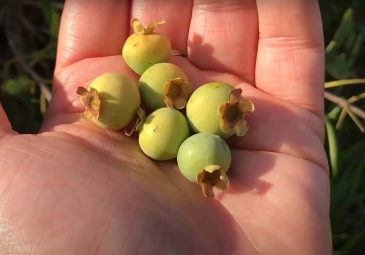 Gabiroba, uma fruta pouco conhecida e que vira uma geleia maravilhosa ...