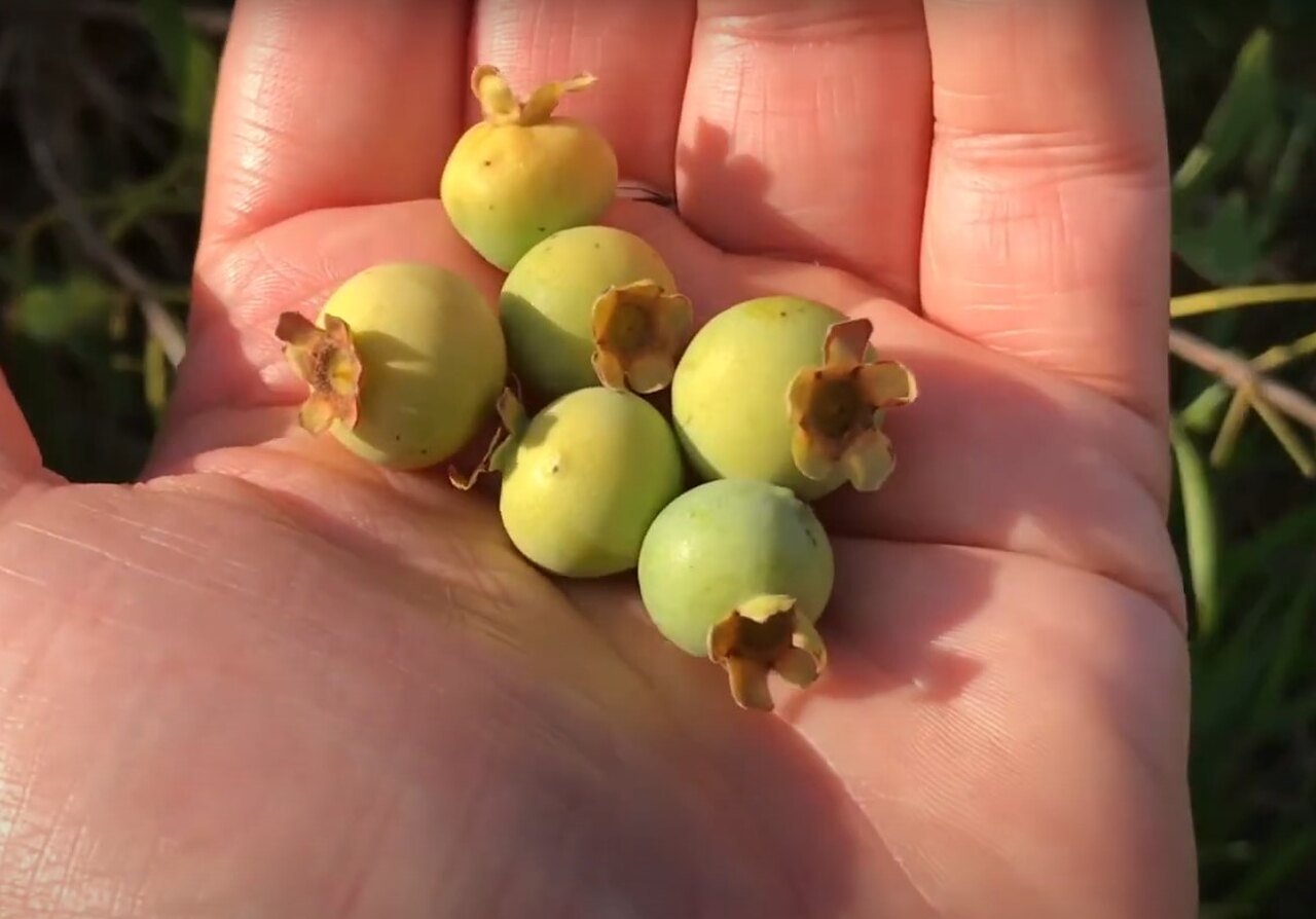 Gabiroba, uma fruta pouco conhecida e que vira uma geleia maravilhosa ...