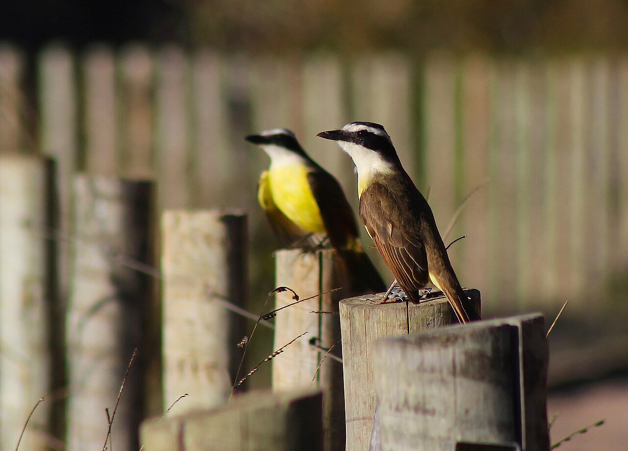 O som da natureza: por que o bem-te-vi nunca passa despercebido ...