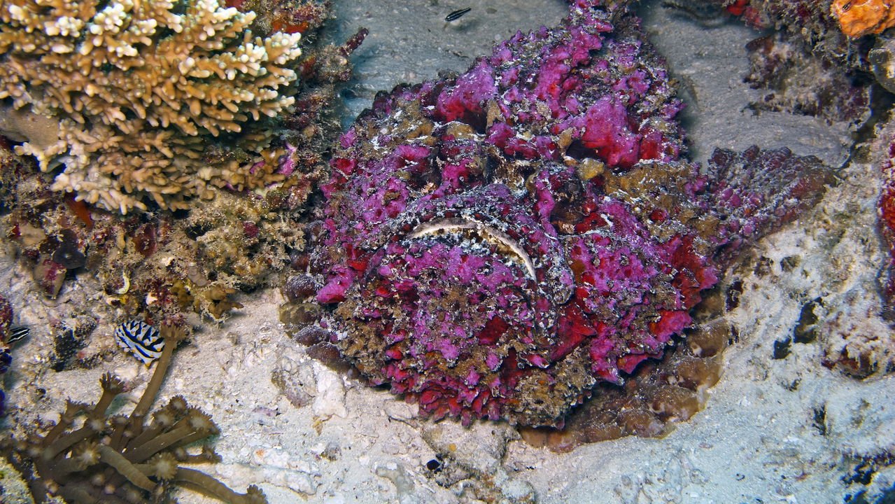 Peixe-pedra: O peixe mais venenoso do mundo