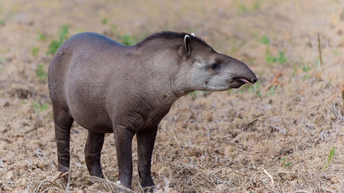 O silêncio das florestas: por que animais brasileiros estão ...