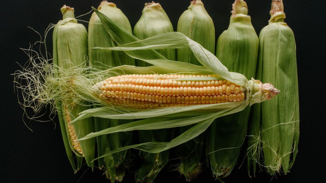 Existem vários tipos de milho — você conhece todos? - Correio ...