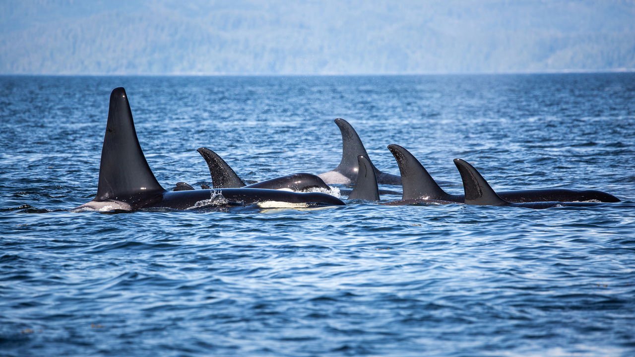 Conheça a orca considerada o animal mais solitário do mundo - Correio ...