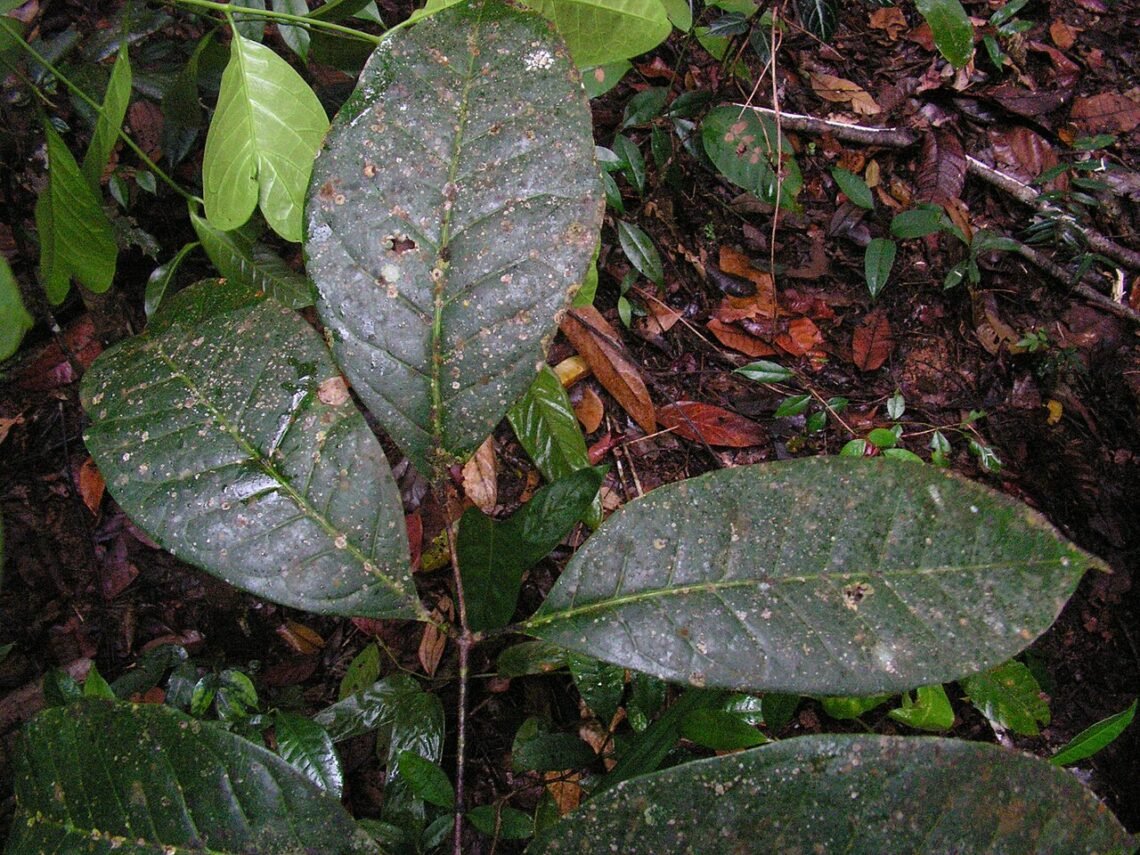 Afrodisíaco natural? Mitos e verdades sobre a Catuaba