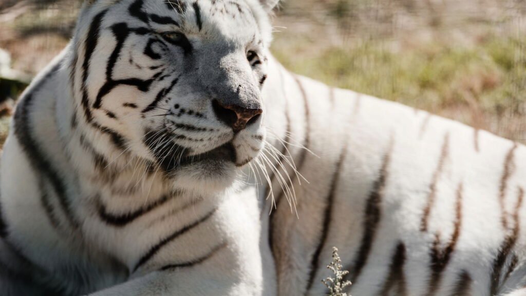 Dia Internacional do Tigre? Essa data vai te surpreender! - Correio Braziliense - Aqui