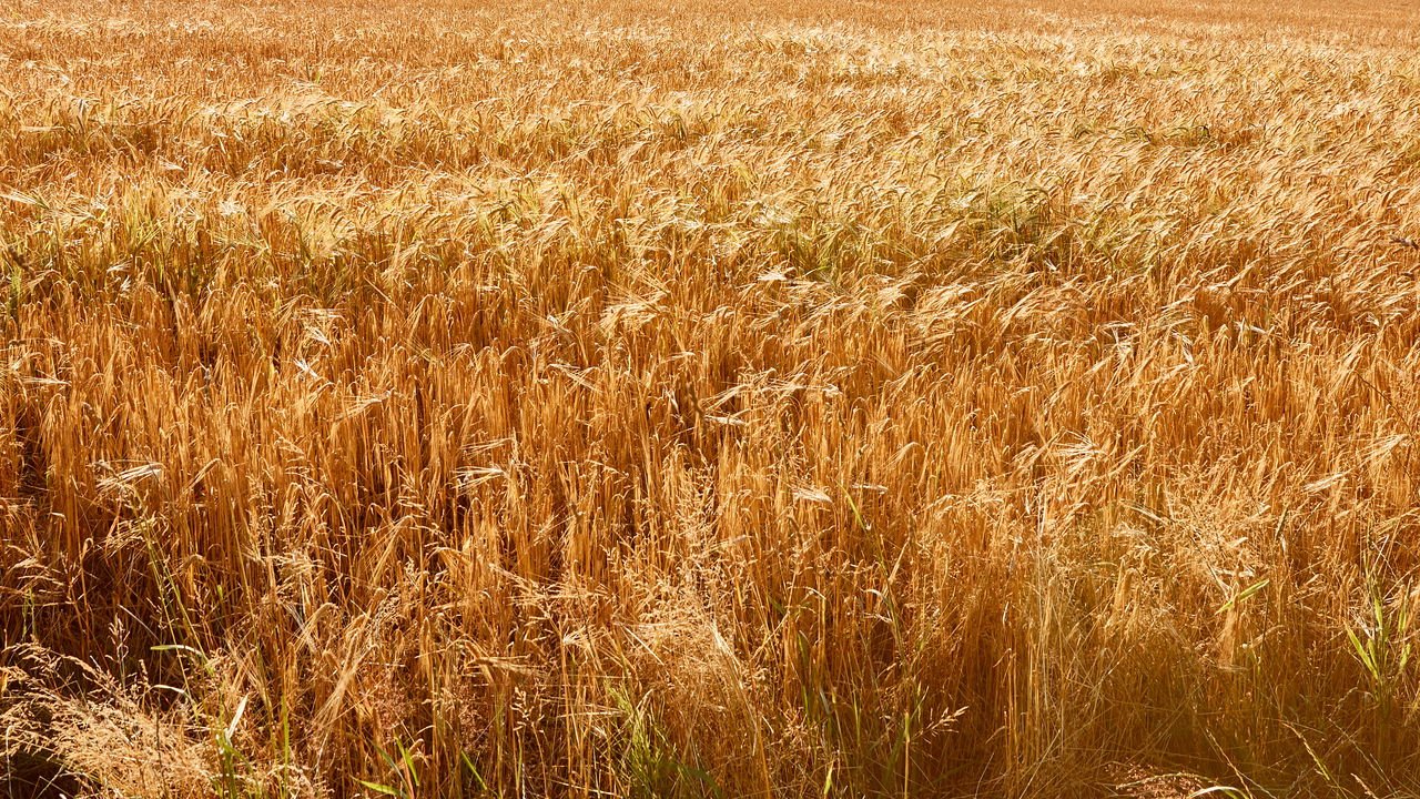 Você realmente conhece o trigo? Descubra agora por que esse grão é a ...