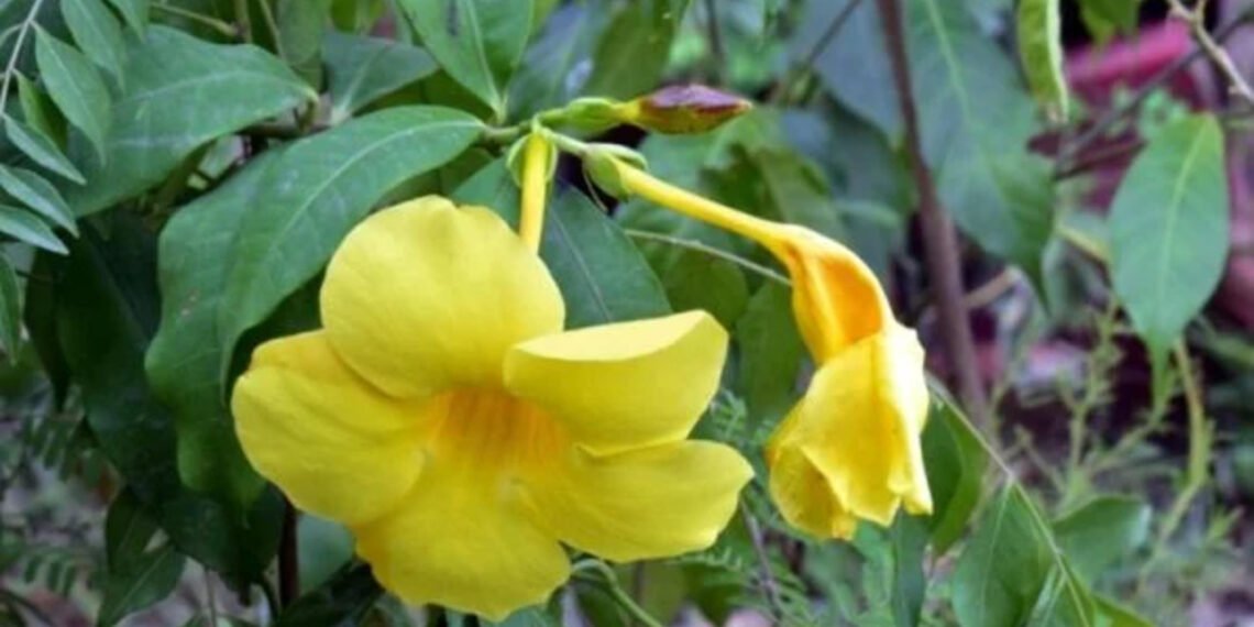 Alamanda: a planta ornamental que brilha em jardins brasileiros