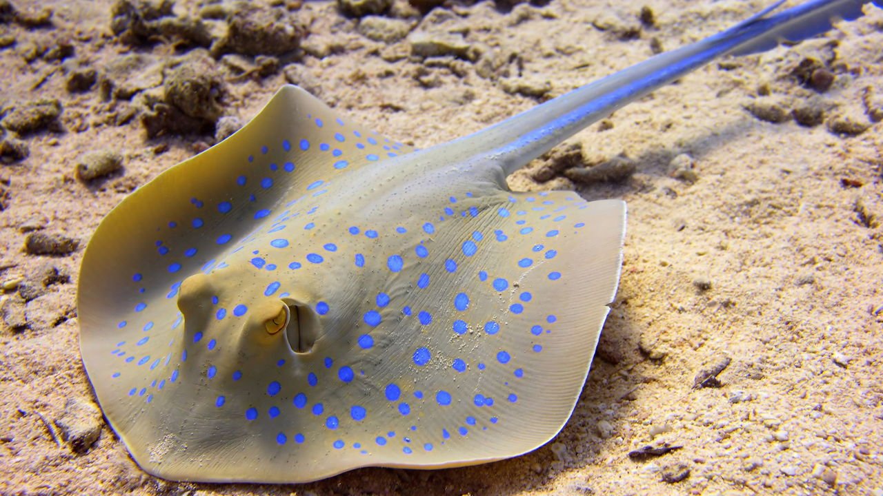 Animal azul é uma raridade na natureza; saiba os motivos!
