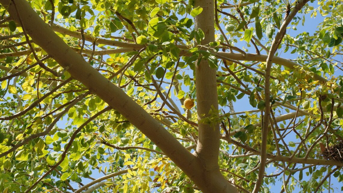 Marula: conheça fruta usada em cosméticos e em famoso licor