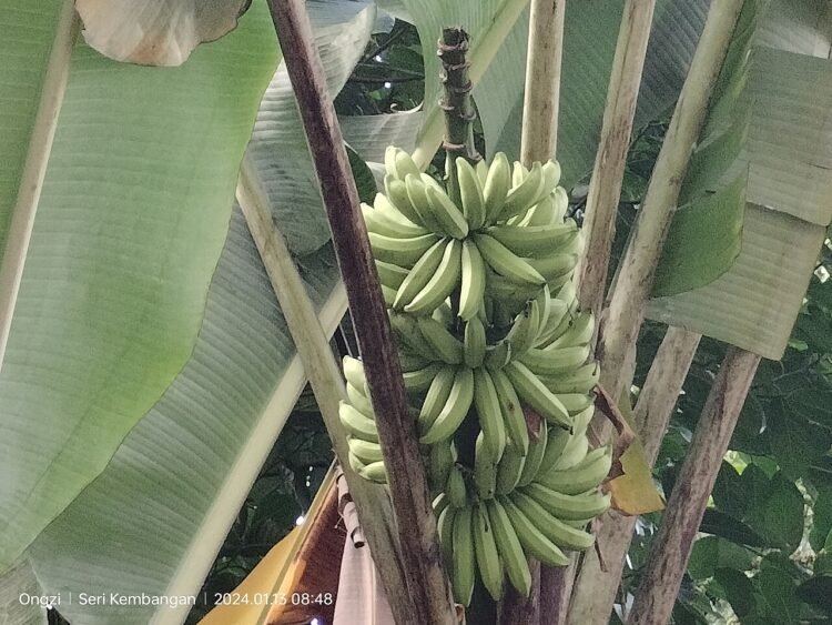 Banana Azul: conheça essa fruta exótica