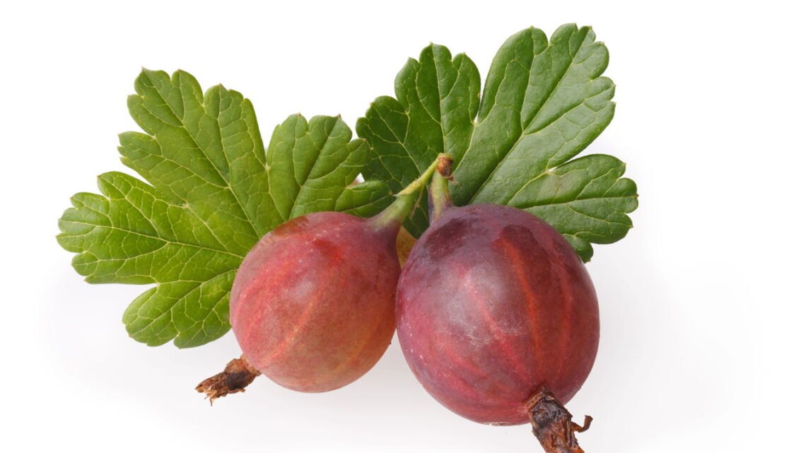 Conheça os muitos usos da groselha, a frutinha que lembra infância ...