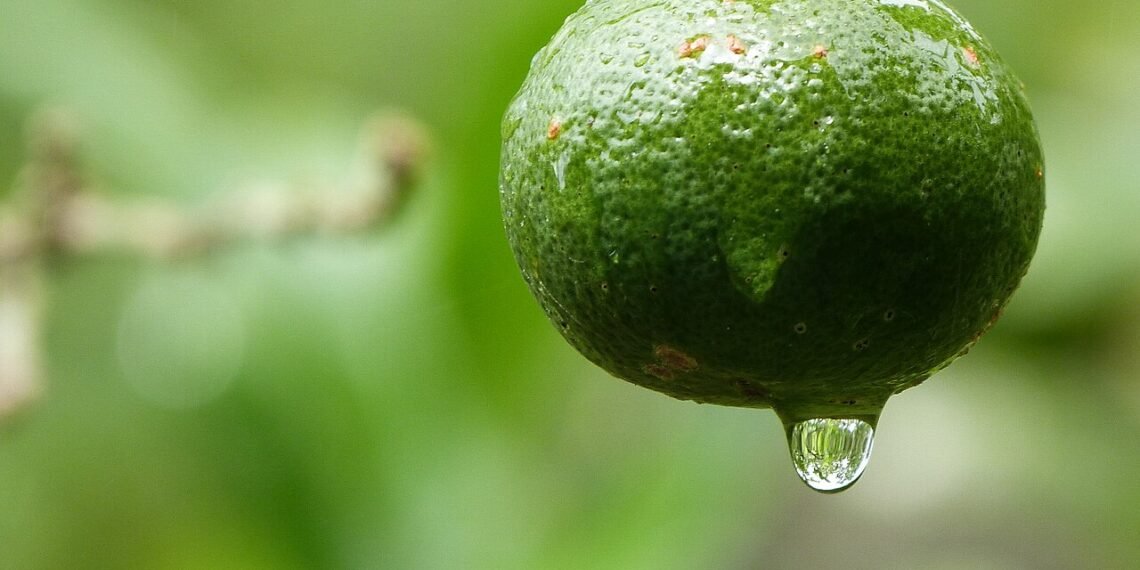 Saiba como diferenciar limão-galego, limão-taiti e lima