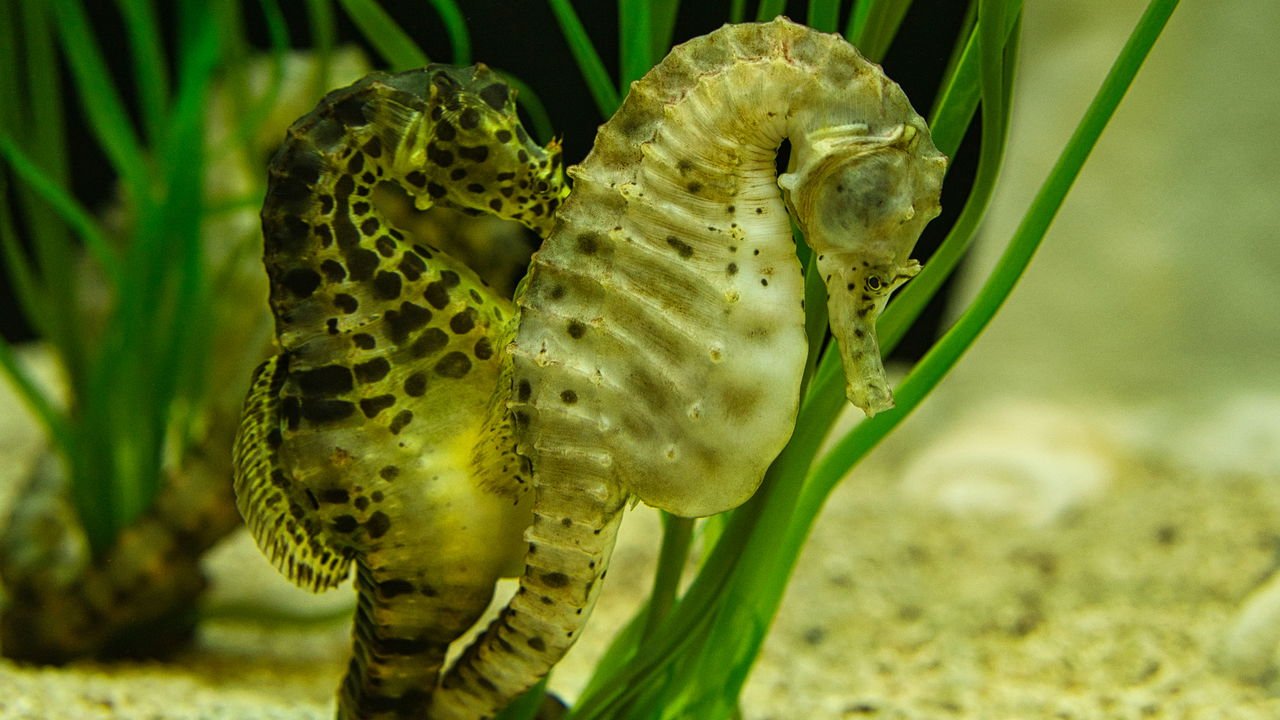 Cavalo-marinho: curiosidades sobre o peixe que é 'fiel'