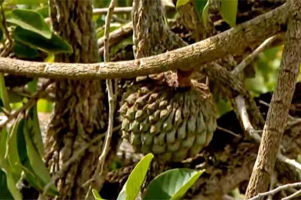 Marolo: fruto que é símbolo de resistência e sabor do Cerrado