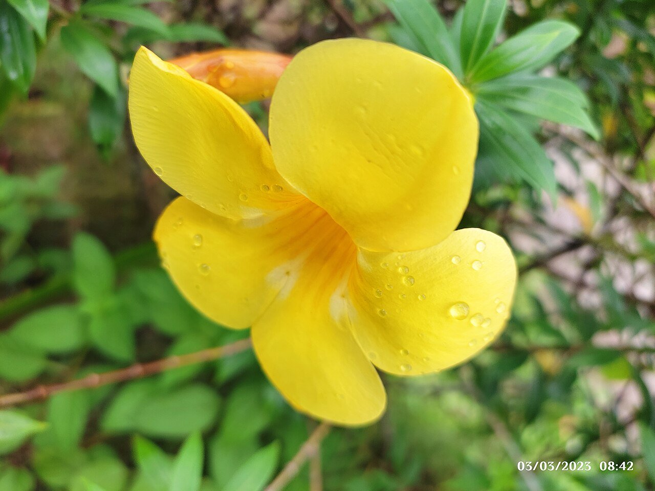 Alamanda: a planta ornamental que brilha em jardins brasileiros