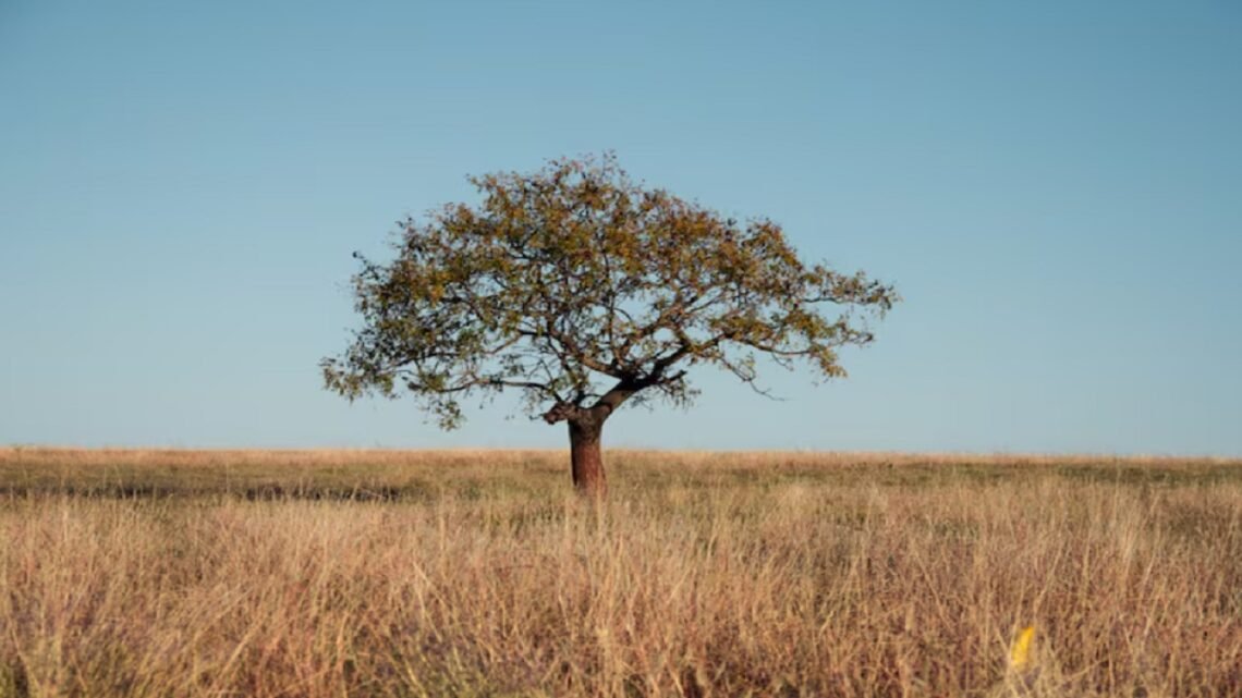 Cerrado: o berço da vida que pode perder seus símbolos naturais