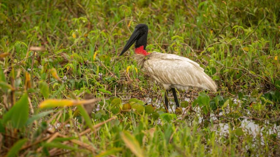 Tuiuiú: beleza, força e mistério da ave-símbolo do Pantanal