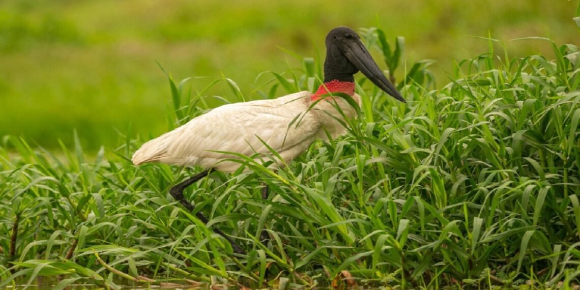 Tuiuiú: beleza, força e mistério da ave-símbolo do Pantanal