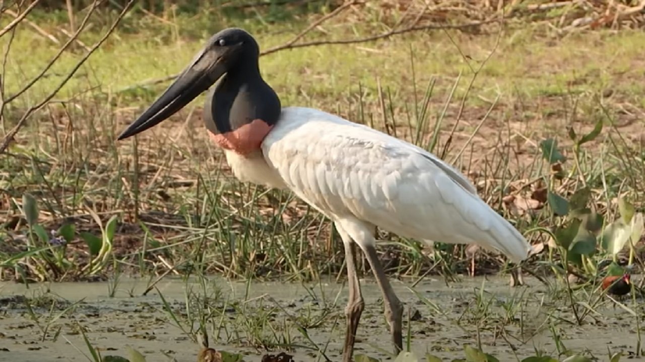 Tuiuiú: beleza, força e mistério da ave-símbolo do Pantanal