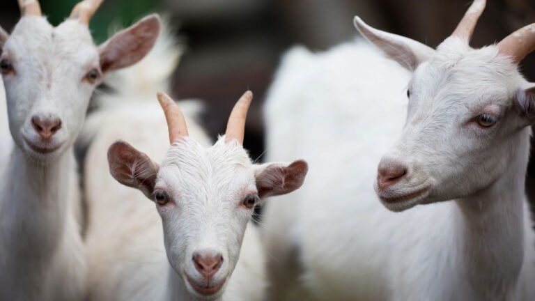 O papel sagrado e ecológico das cabras no mundo