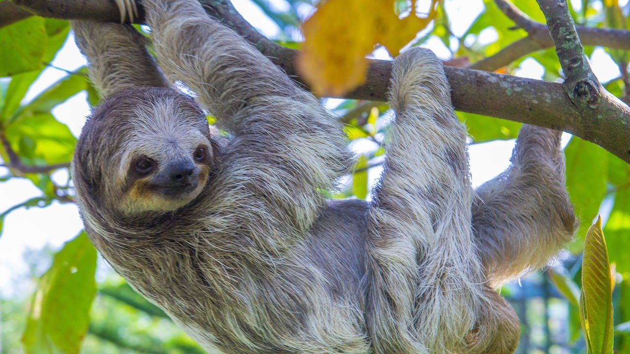 Os 4 animais mais lentos do mundo — descubra o motivo - Correio ...