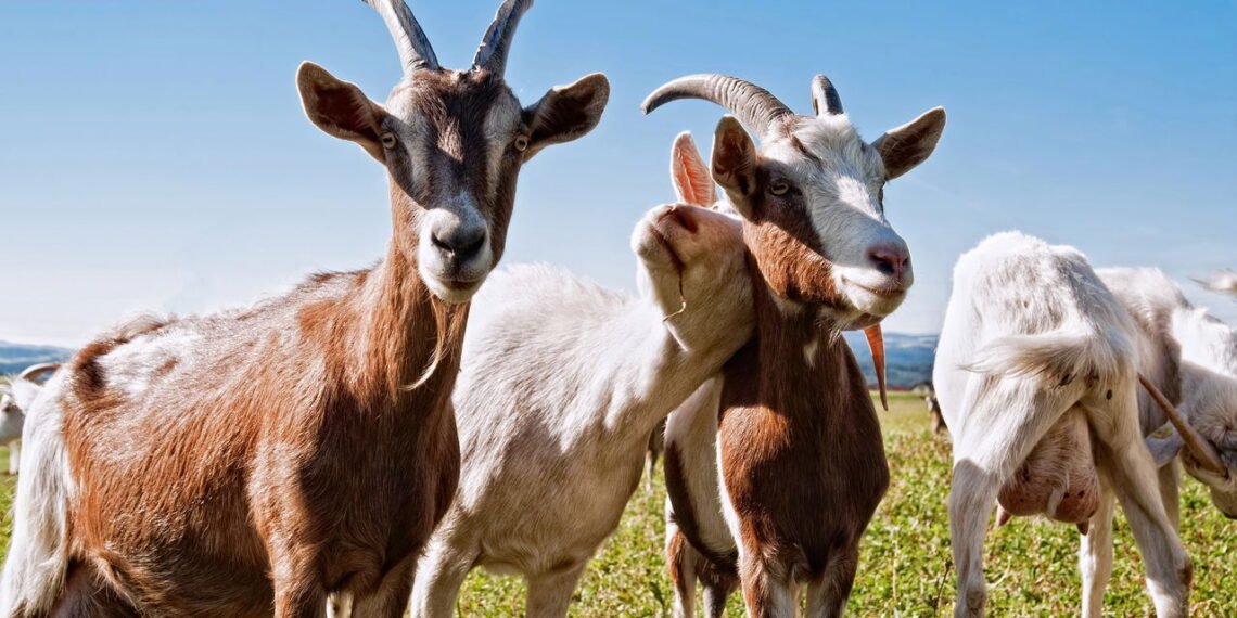 O papel sagrado e ecológico das cabras no mundo