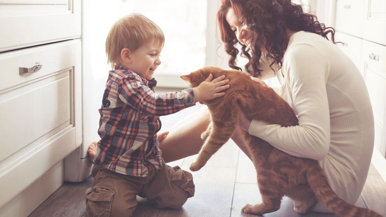 A importância do sorriso felino: Fortalecendo o vínculo entre humanos e ...