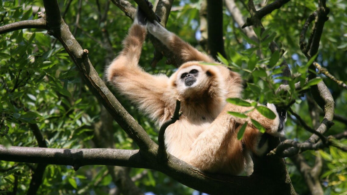 Maior primata das Américas está em risco de extinção
