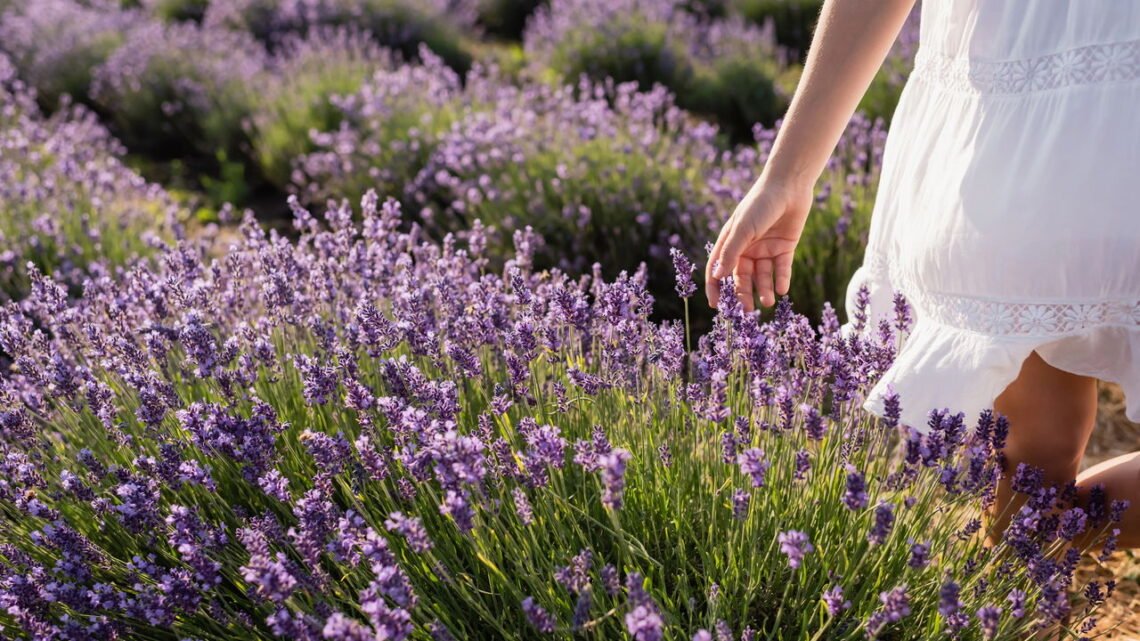 Lavanda: o segredo da natureza que perfuma o mundo
