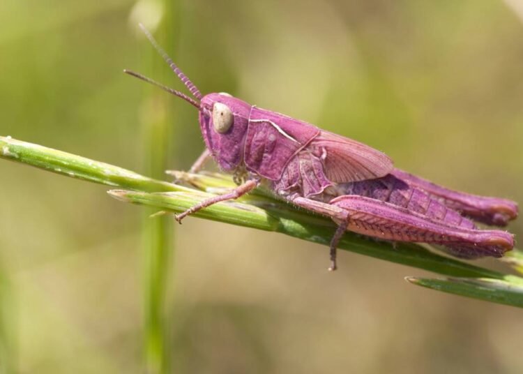Dia Mundial do Canhoto: curiosidades, desafios e vantagens de quem usa ...