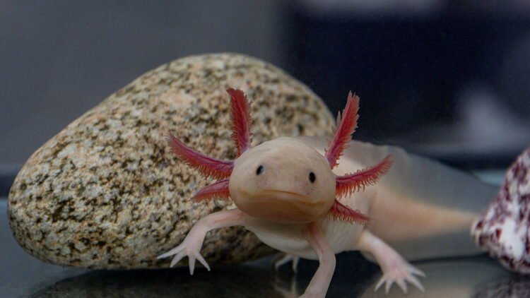 Os 10 animais mais raros do planeta que você provavelmente nunca viu