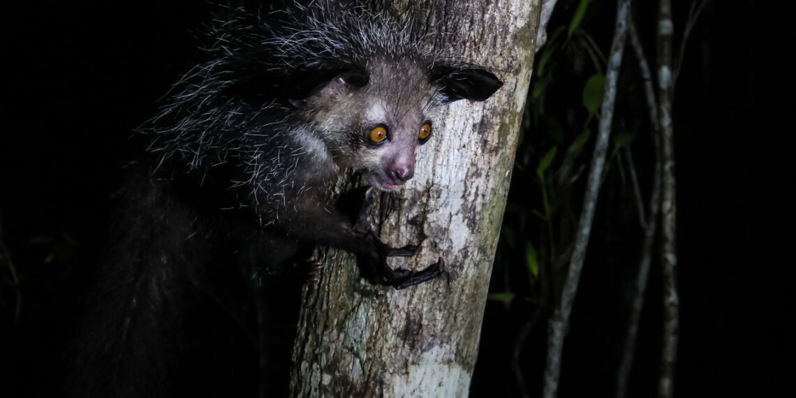 Os 10 animais mais raros do planeta que você provavelmente nunca viu