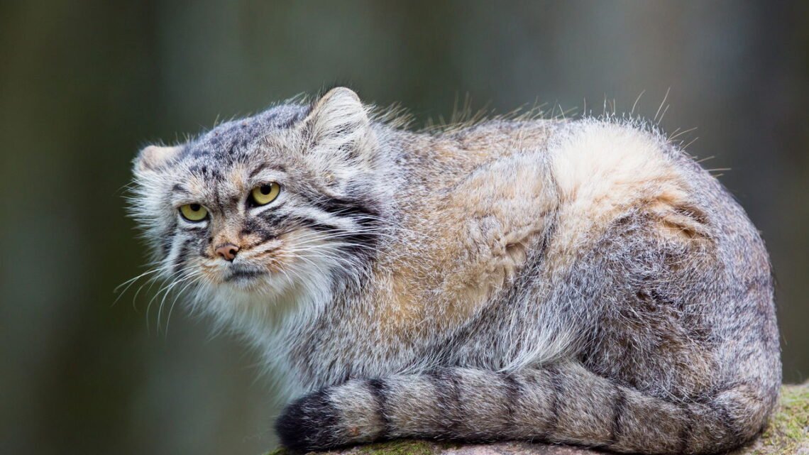 Os 10 animais mais raros do planeta que você provavelmente nunca viu