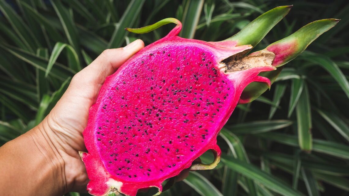 Aprenda a plantar Pitaya do jeito certo com dicas infalíveis