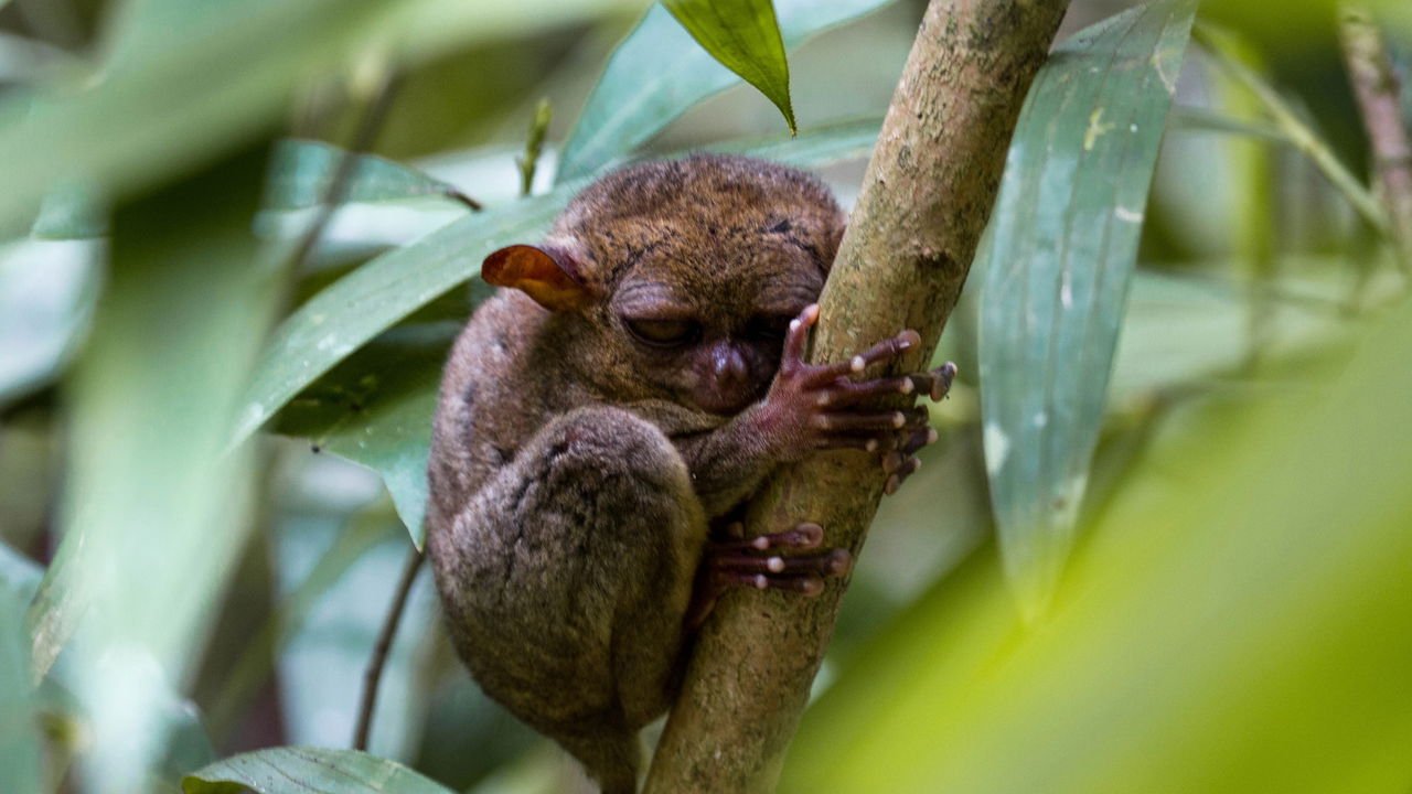 Os 10 animais mais raros do planeta que você provavelmente nunca viu