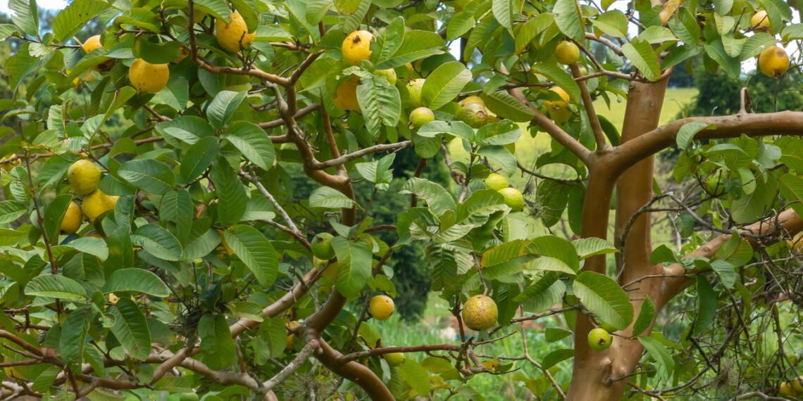 Aprenda como plantar goiaba em casa e colha frutos doces