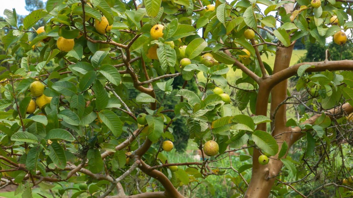 O que ninguém te contou sobre o cultivo de goiaba em pequenos espaços