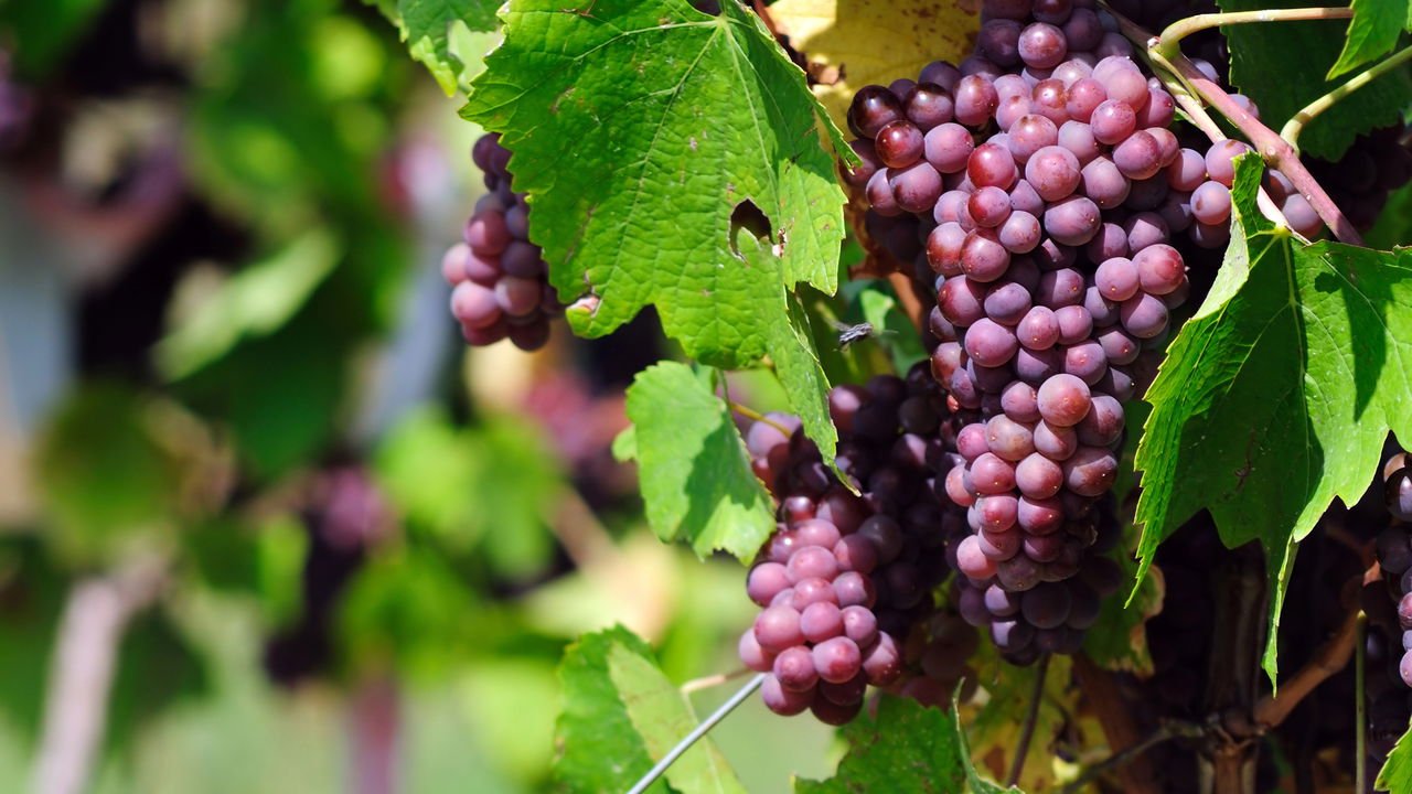 Aprenda a plantar uva de forma simples e prática