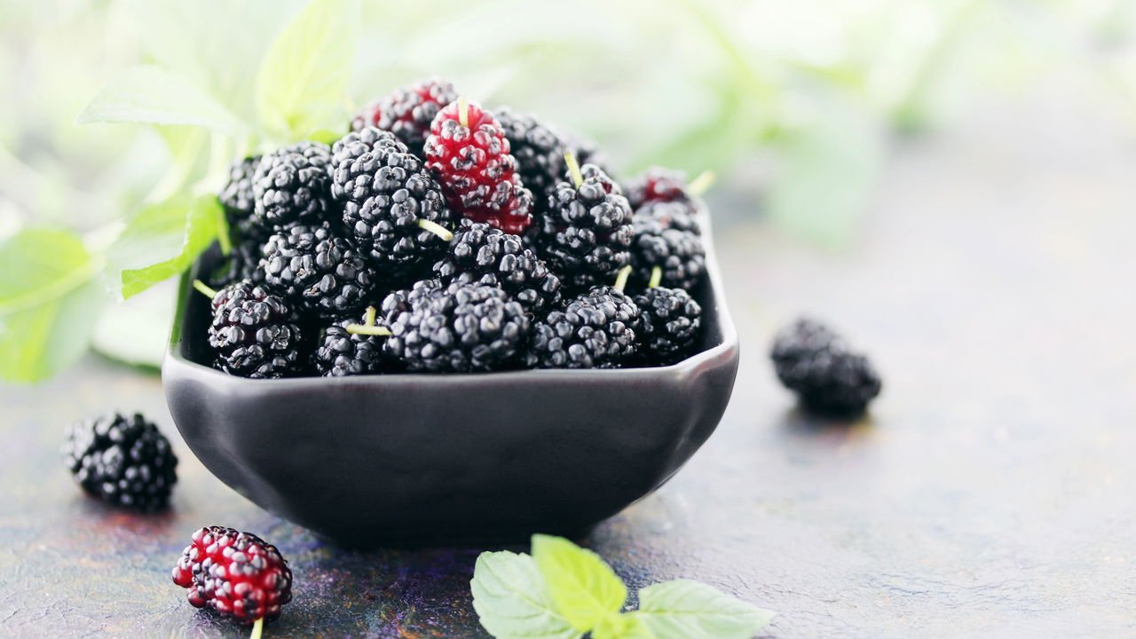 Amora em Vaso: Como Plantar e Colher em Casa - Correio Braziliense - Radar