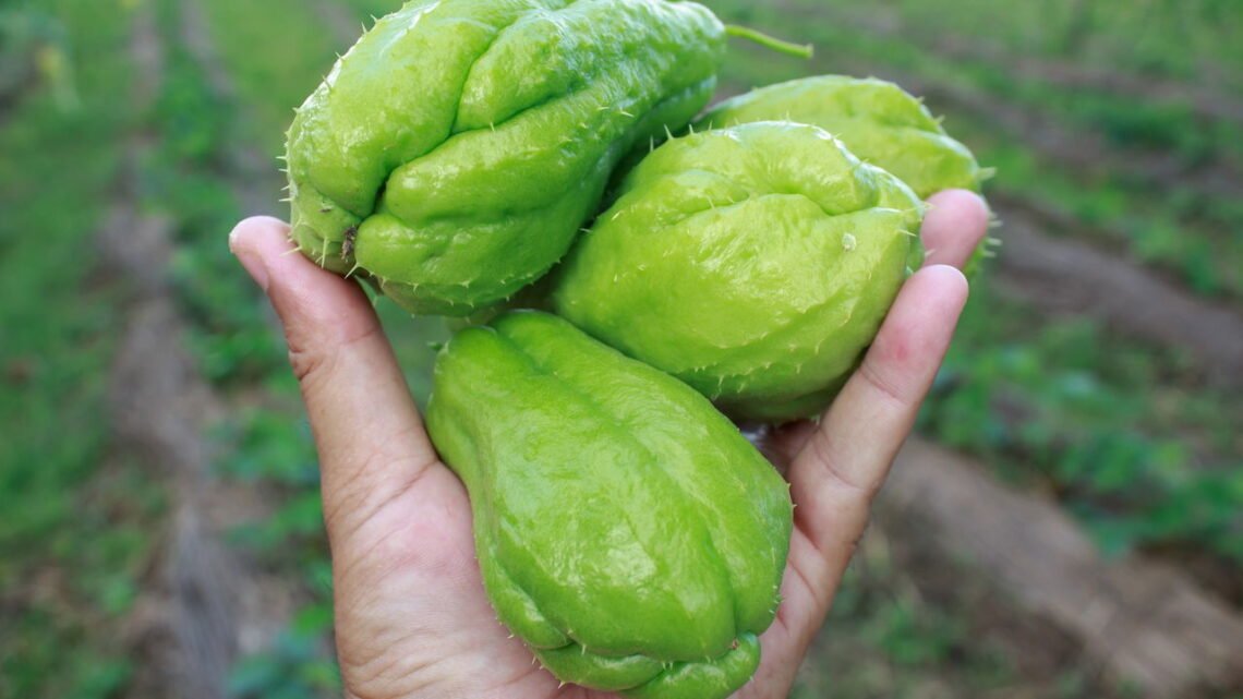 Dicas para plantar chuchu no quintal e colher frutos frescos e saudáveis