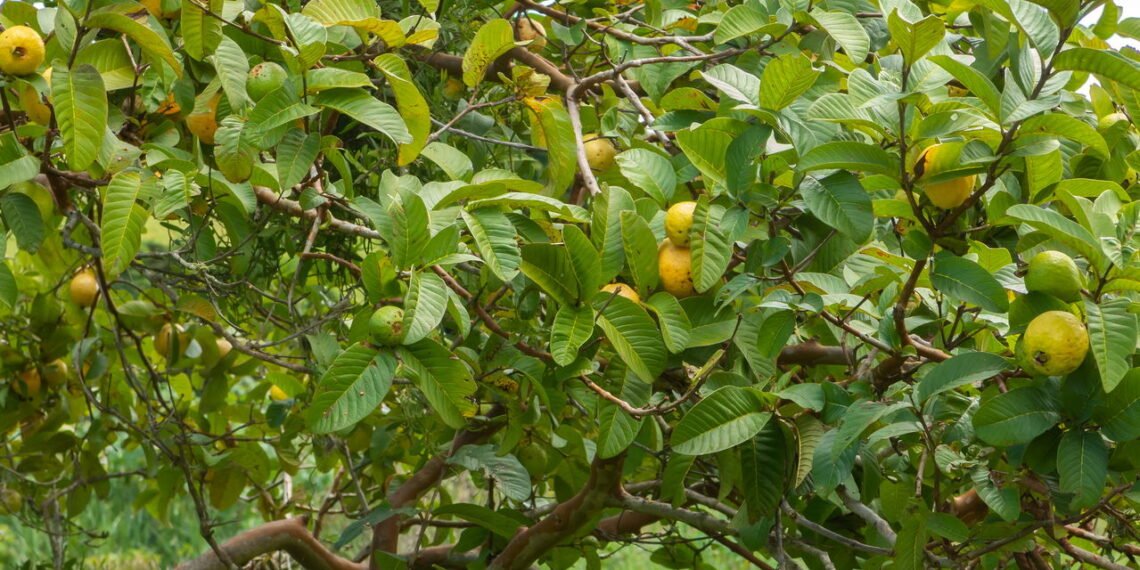 As melhores variedades de goiaba para cultivar e aproveitar em casa