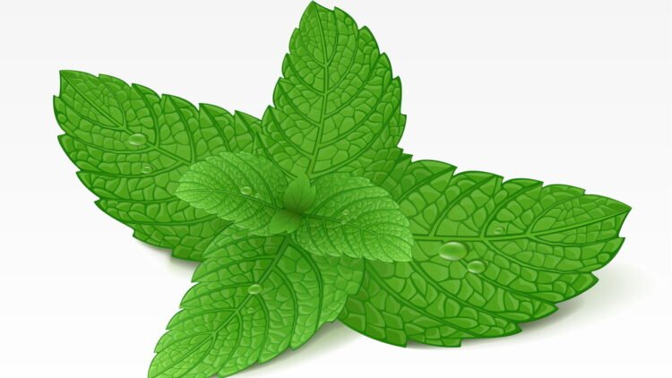 Saiba como plantar hortelã com dicas essenciais para um cultivo saudável