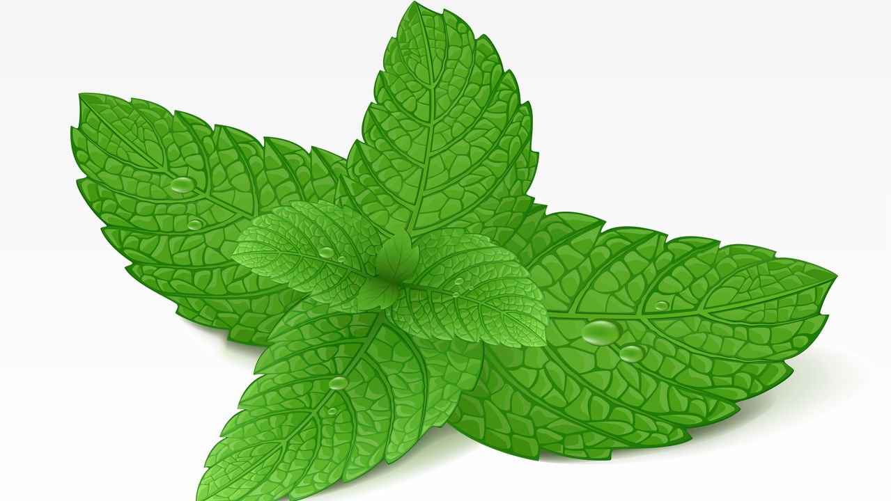 Saiba como plantar hortelã com dicas essenciais para um cultivo saudável