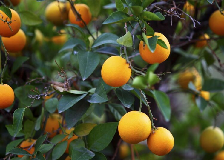 Frutas de caroço vs sementes! Qual a diferença e qual a melhor para a ...