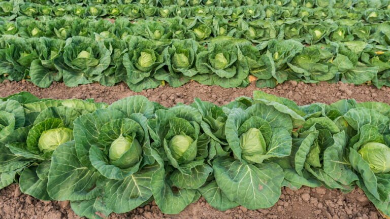 Cultive repolho em casa com essas dicas fáceis